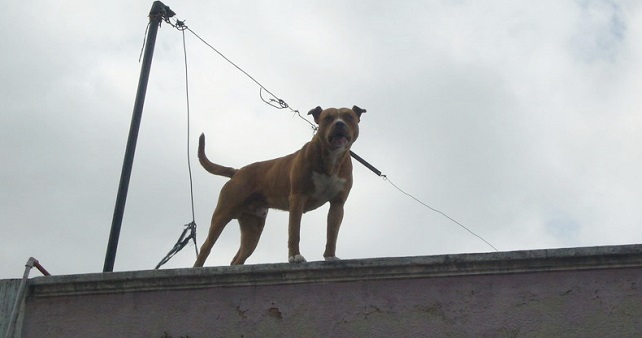 Por la libertad de los perros de azotea - Rendición de Cuentas